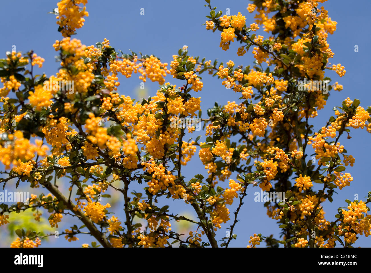 Blossom on a tree in the Rookery near Streatham Park, family kite day ...