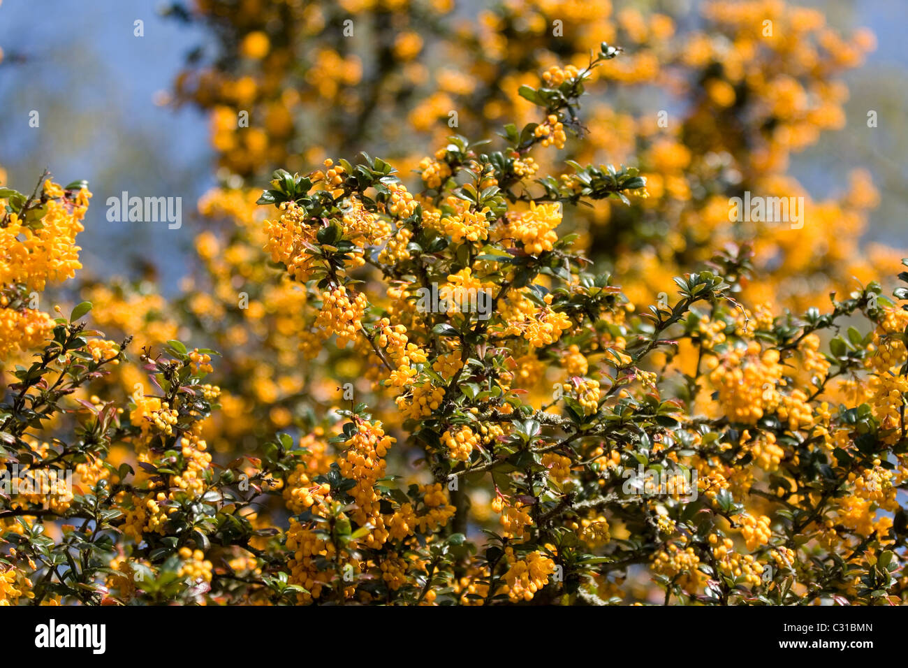 Blossom on a tree in the Rookery near Streatham Park, family kite day ...