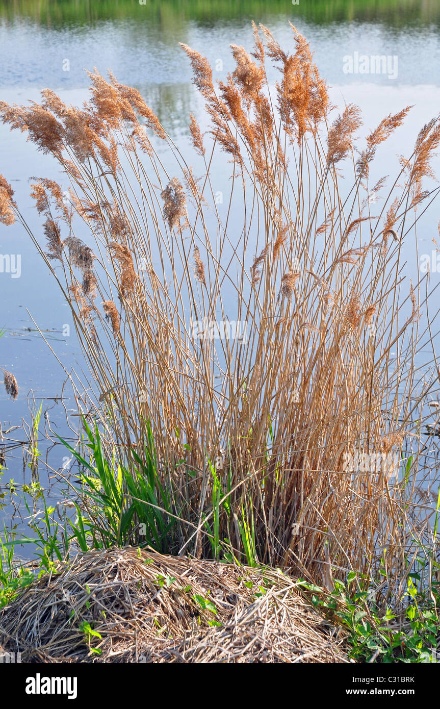 Reeds growing in Dorney wetlands Stock Photo - Alamy