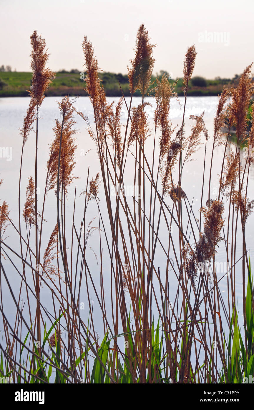 Reeds growing in Dorney wetlands Stock Photo - Alamy