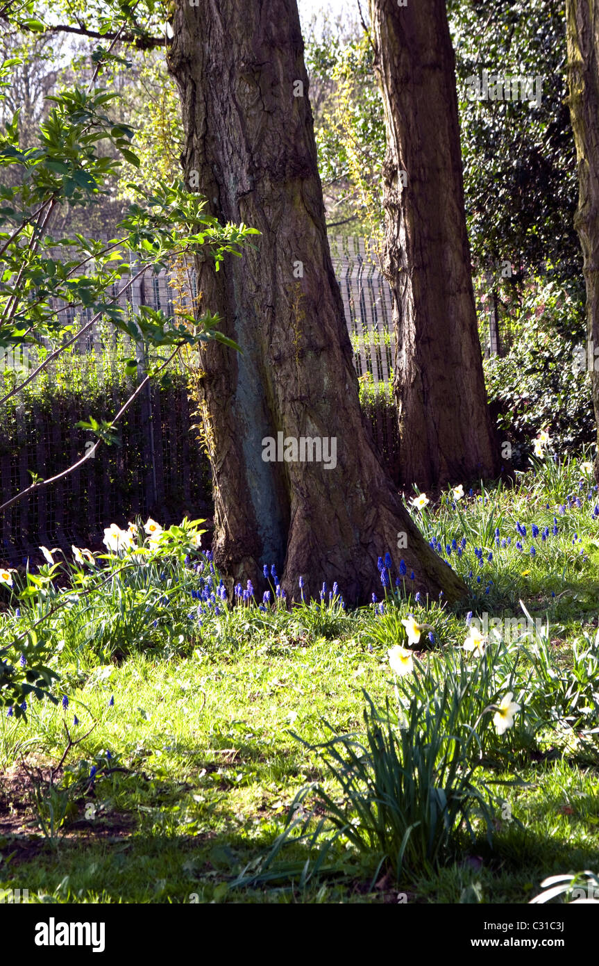 spring in the woods Stock Photo - Alamy