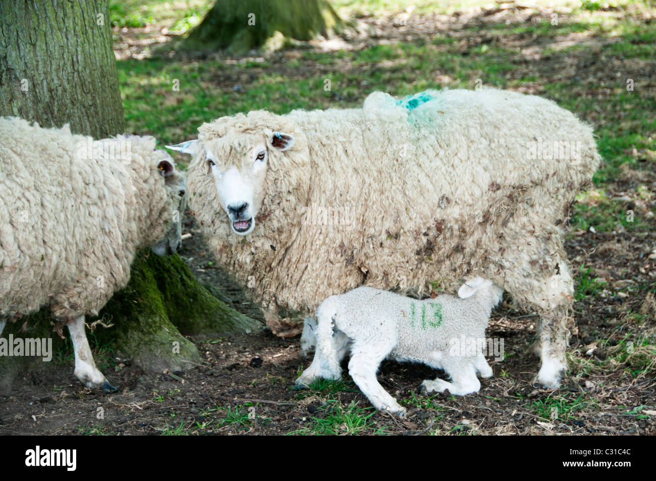 Spring in Sussex. Two sheep with a new born lamb feeding from its ...