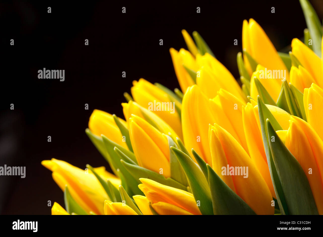 Yellow tulip large bud hi-res stock photography and images - Alamy