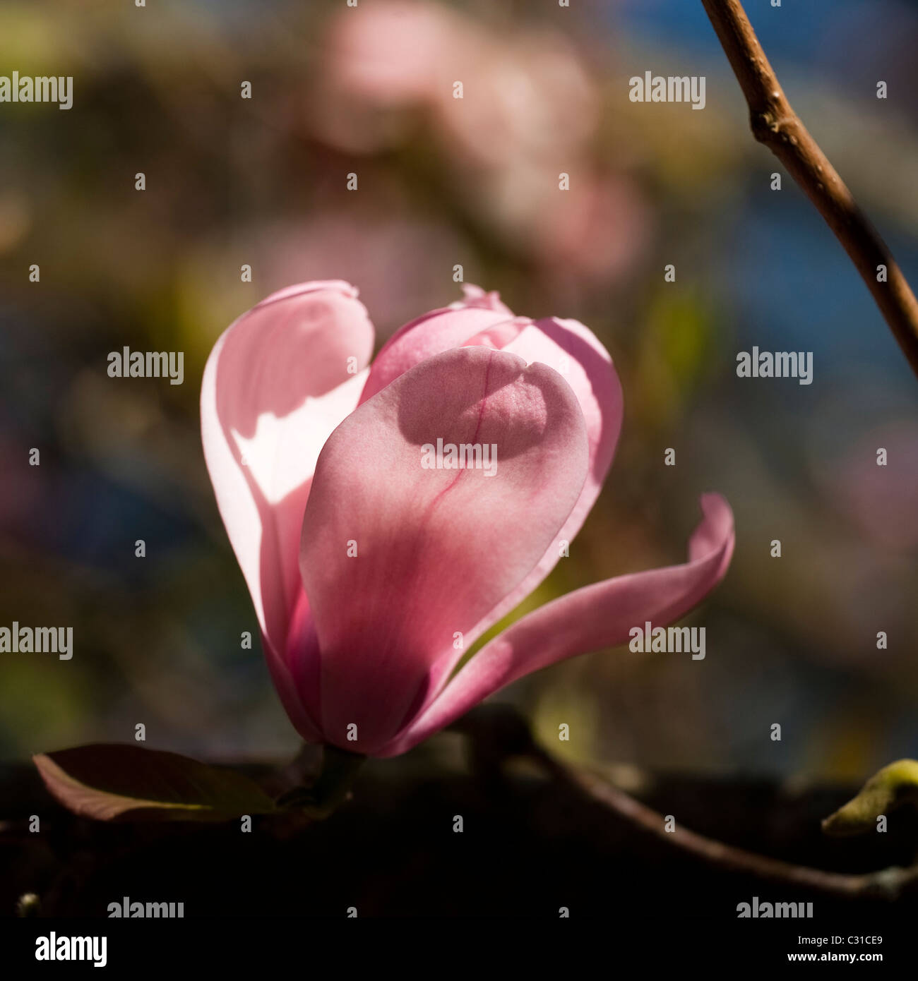 Pale pink diva magnolia flower hi-res stock photography and images - Alamy