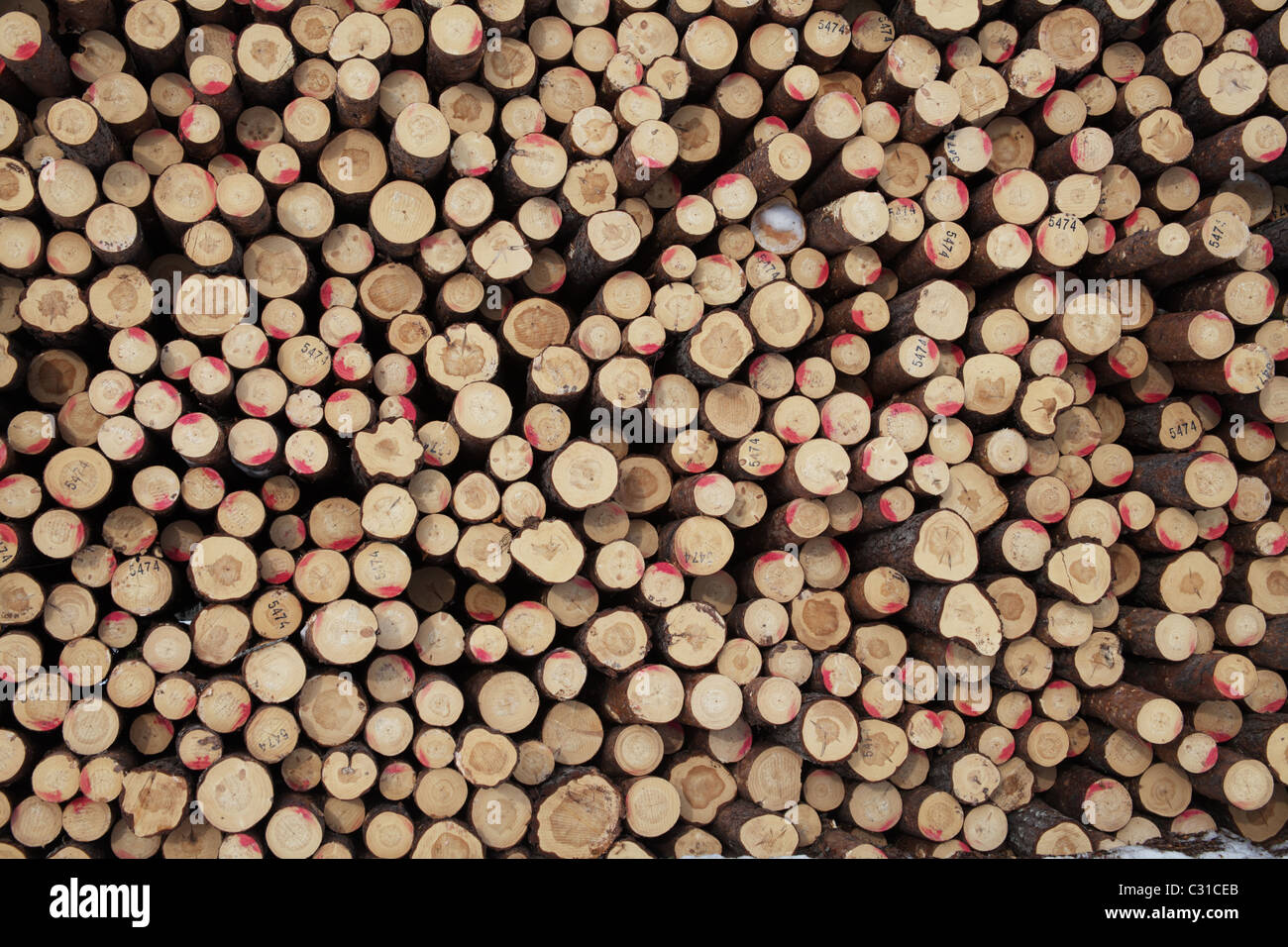 Large stack of pine tree trunks ready for transportation, Arvidsjaur ...