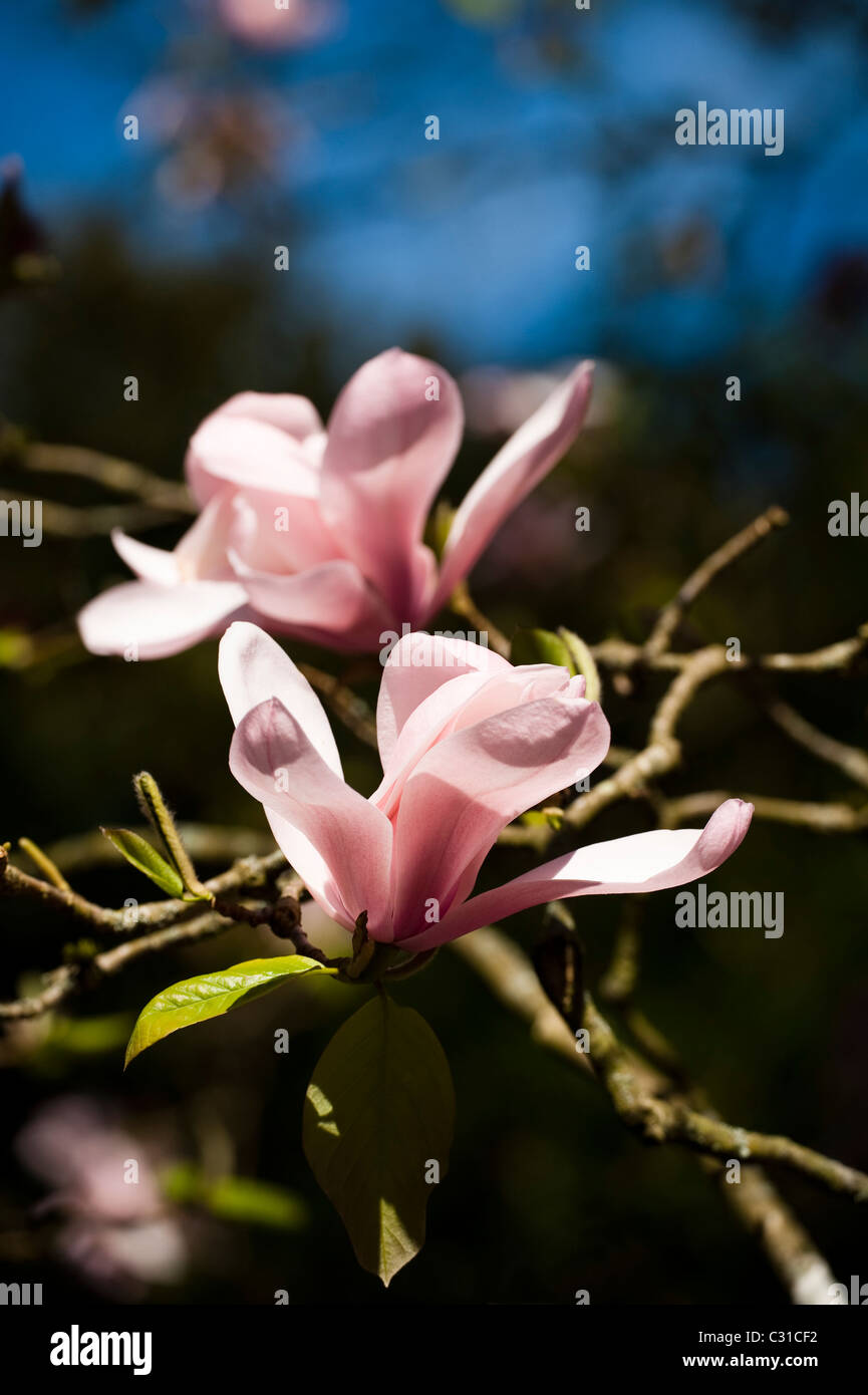 Pale pink diva magnolia flower hi-res stock photography and images - Alamy