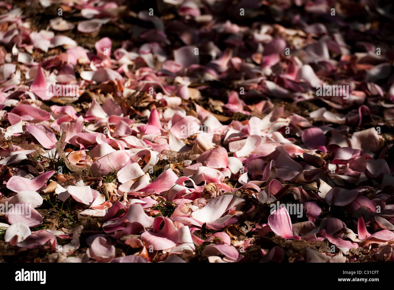 Fallen petals of a Magnolia sprengeri ‘Diva’ in spring Stock Photo - Alamy