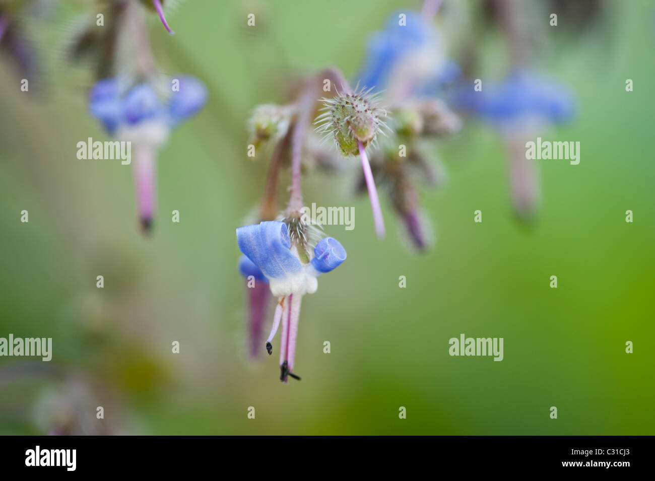 Abraham and isaac hi-res stock photography and images - Alamy