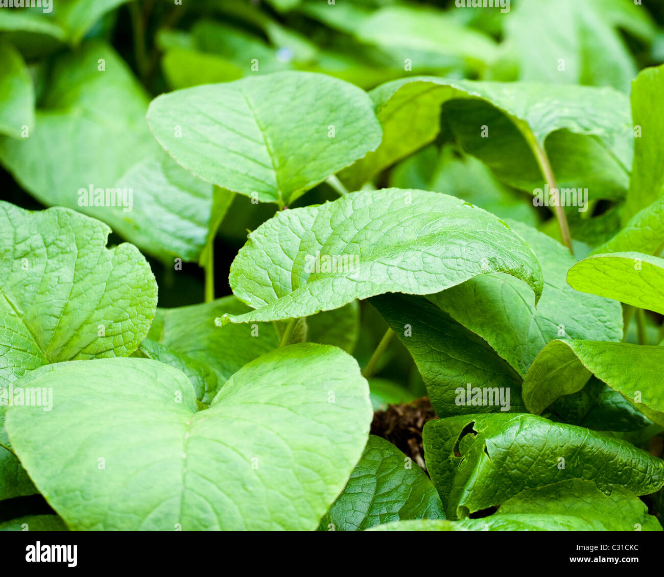 Abraham and isaac hi-res stock photography and images - Alamy