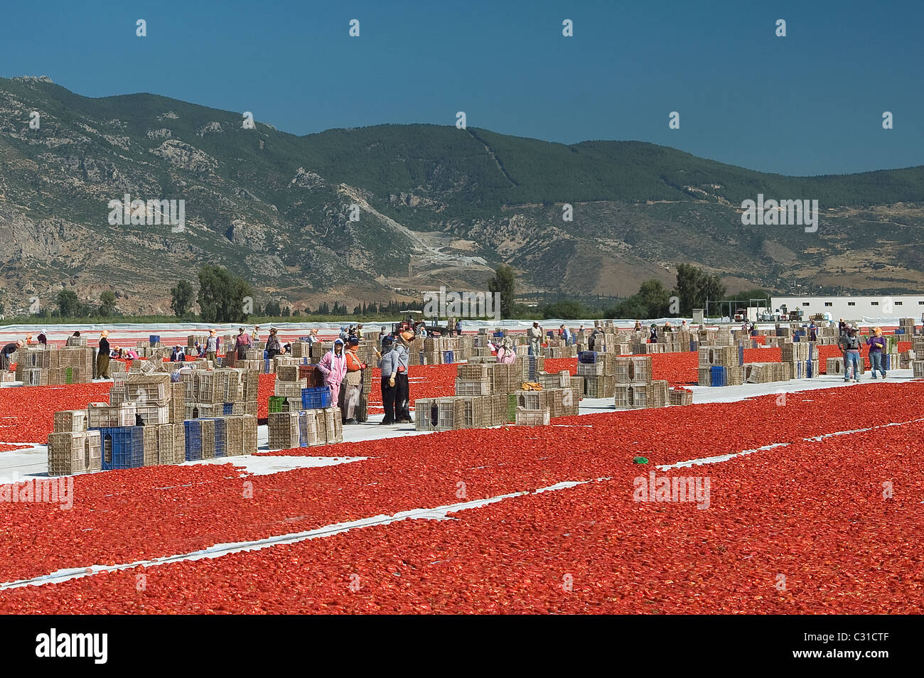 Drying Tomatoes at Soke Aegean Turkey Stock Photo - Alamy