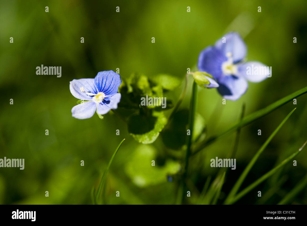 Veronica Filiformis Slender Speedwell Plantaginaceae