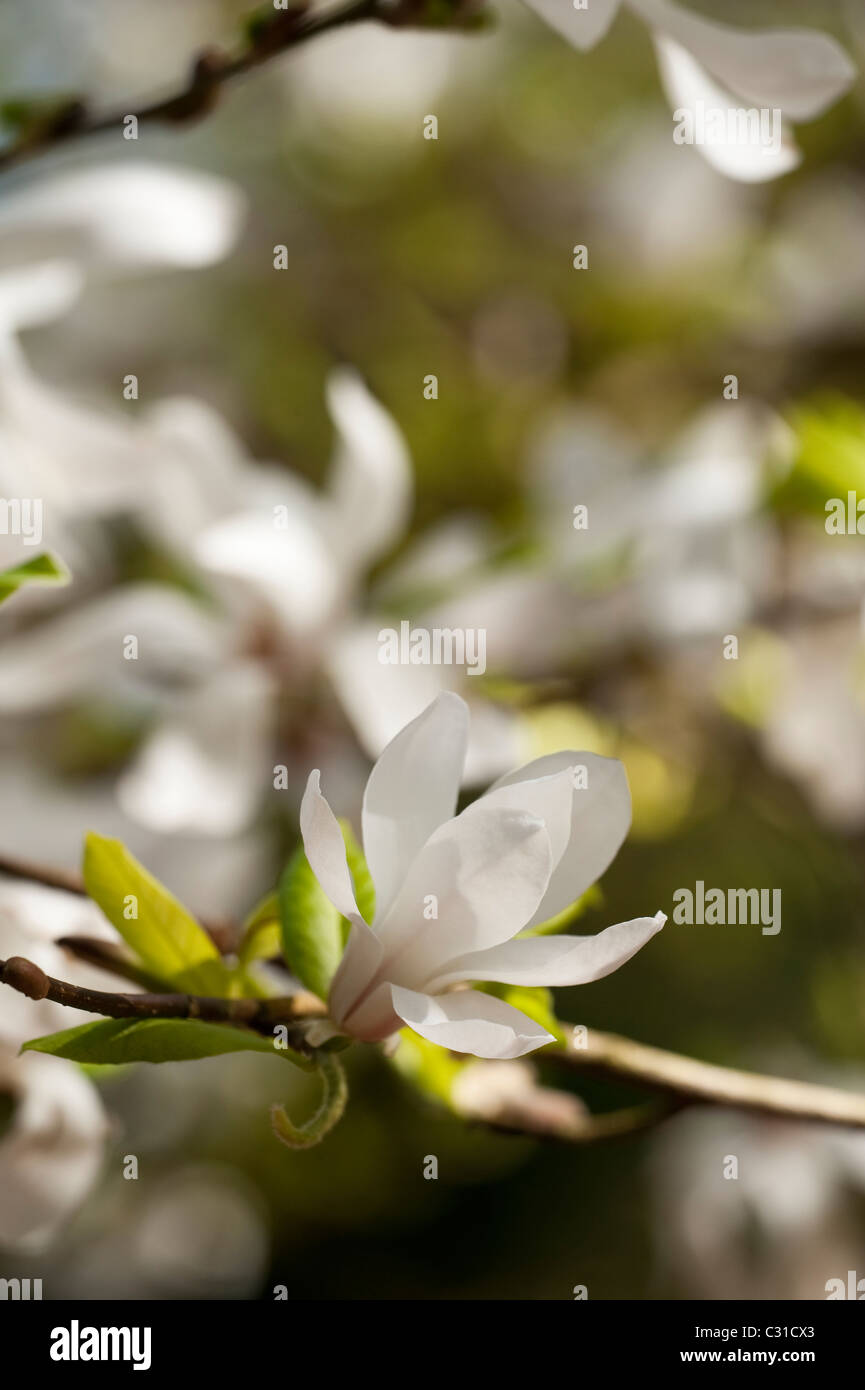 Magnolia Stellata Rosea High Resolution Stock Photography and Images ...