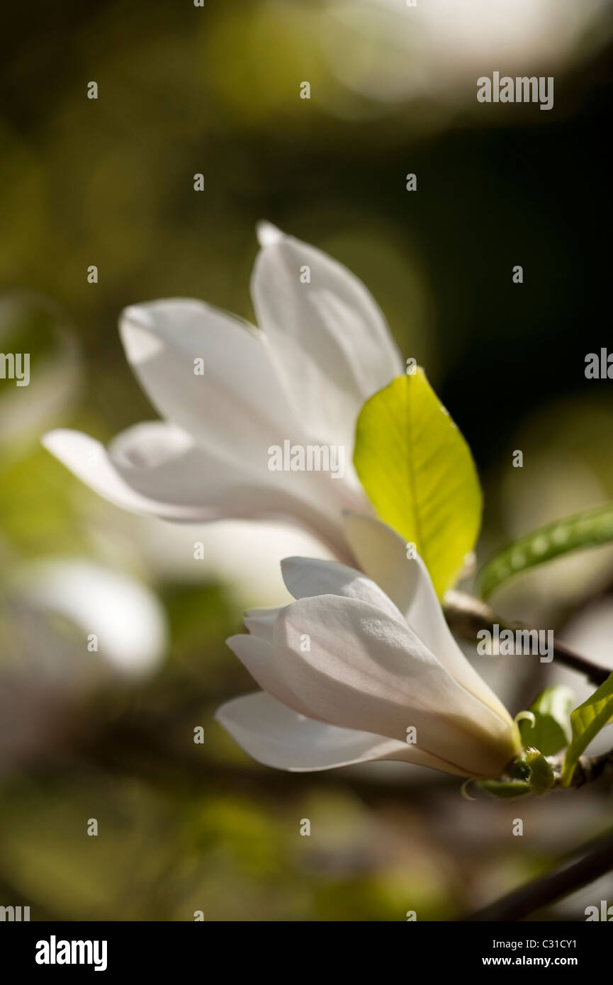 Magnolia stellata rosea hi-res stock photography and images - Alamy