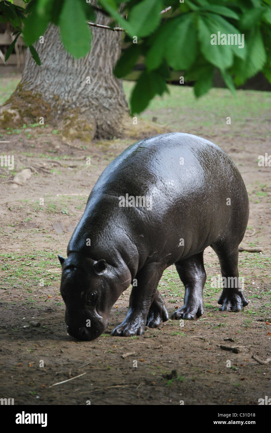 Pygmy hippo hi-res stock photography and images - Alamy