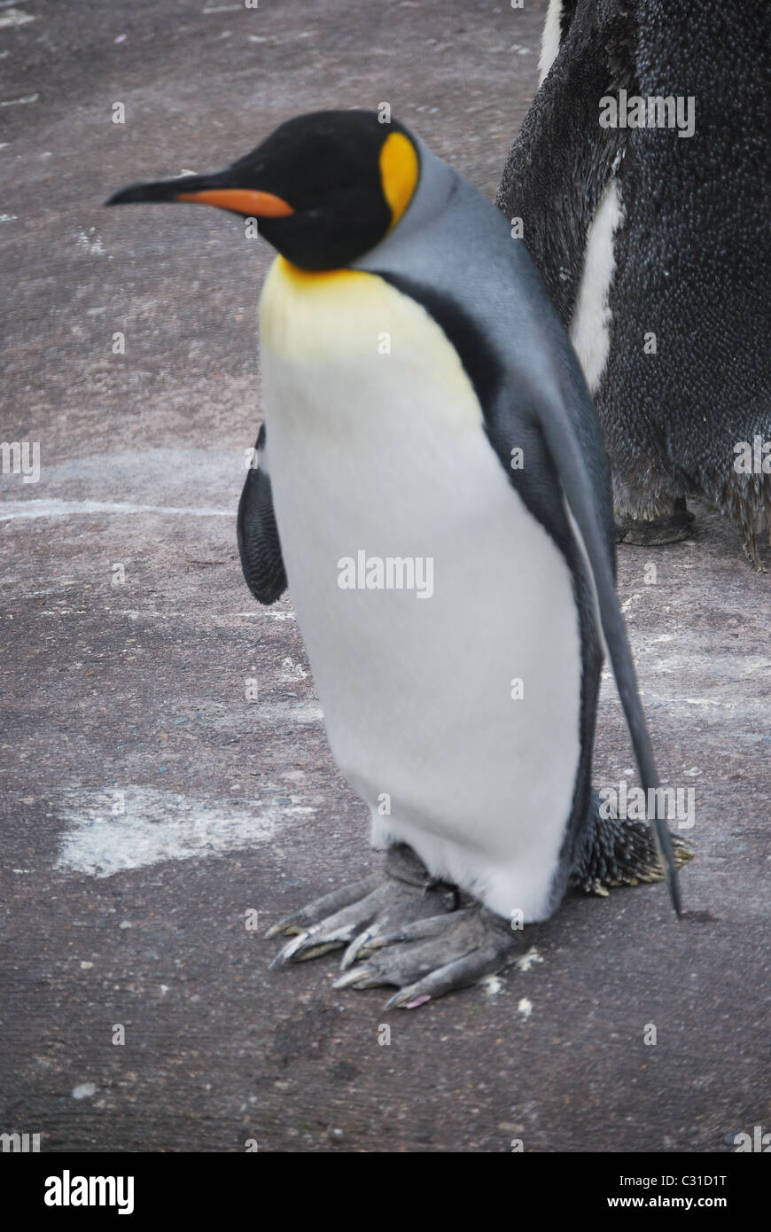 Zoo scotland hi-res stock photography and images - Alamy
