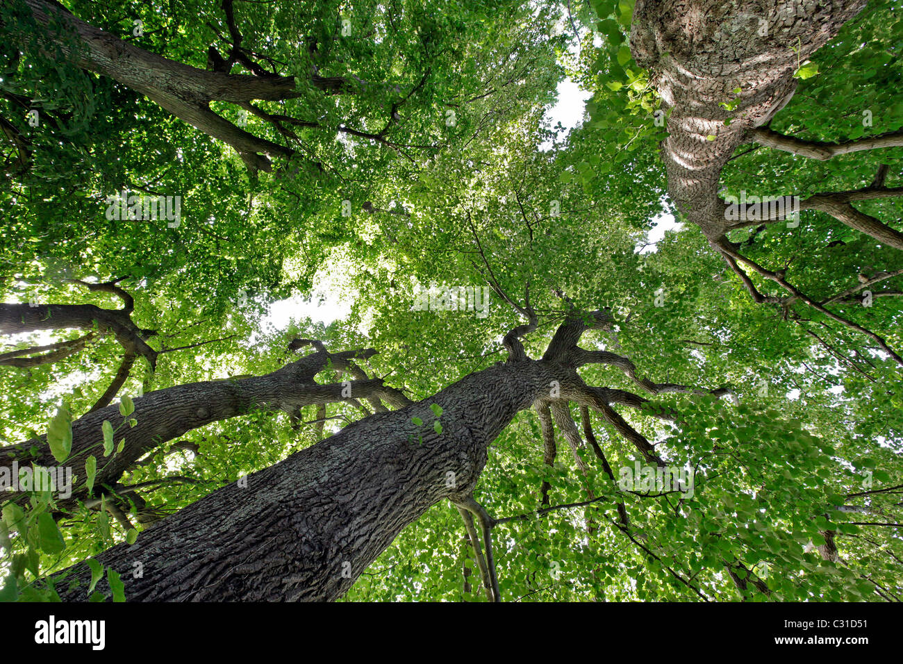 RING OF LINDEN TREES AROUND THE EDEN BELVEDERE IN THE CONTEMPORARY ...