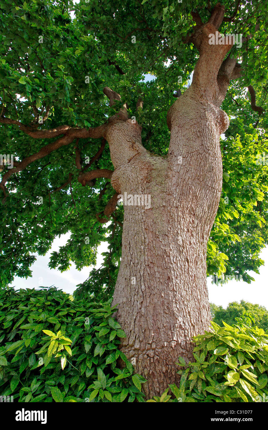 GIANT MAGNOLIA OVER 200 YEARS OLD (REMARKABLE TREE), THE PARK AND ...