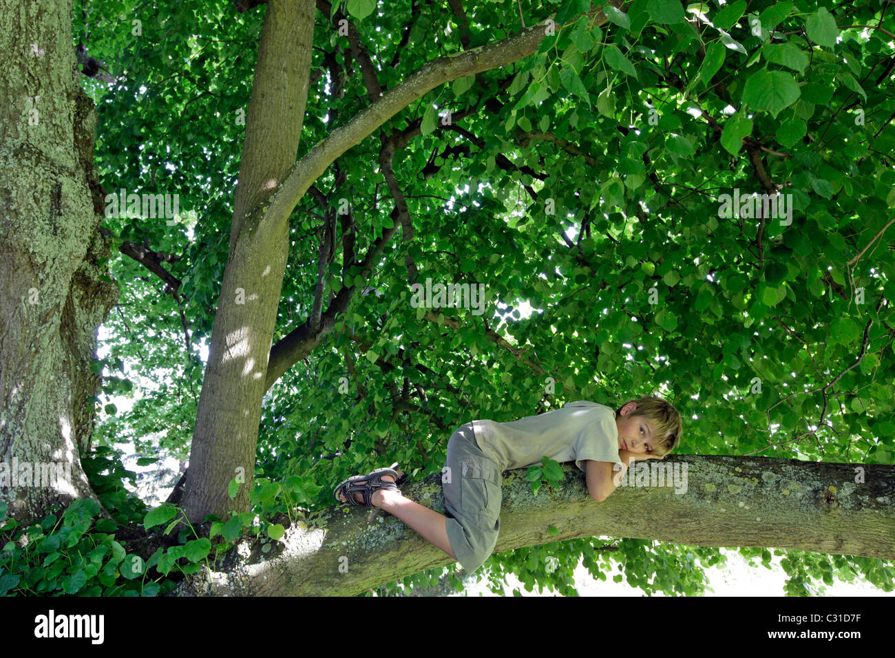 CHILD STRADDLING A LINDEN TREE BRANCH, EURE (27), FRANCE Stock Photo ...