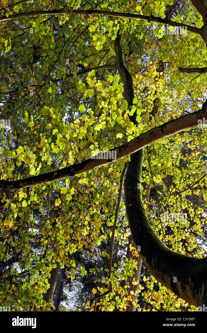 BALKAN MAPLE IN AUTUMN COLOURS, THE CHATEAU AND ARBORETUM OF HARCOURT ...
