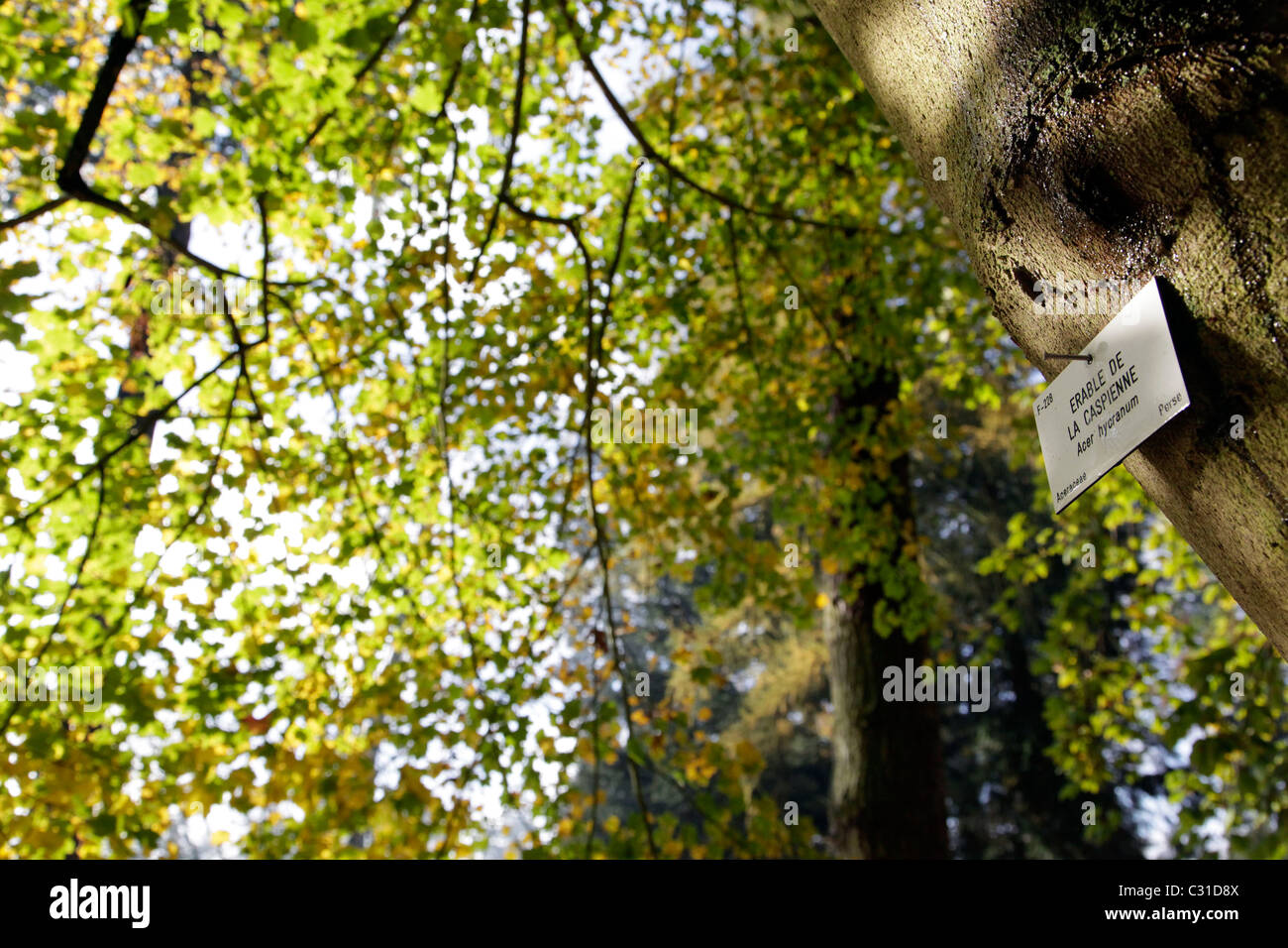 BALKAN MAPLE IN AUTUMN COLOURS, THE CHATEAU AND ARBORETUM OF HARCOURT ...