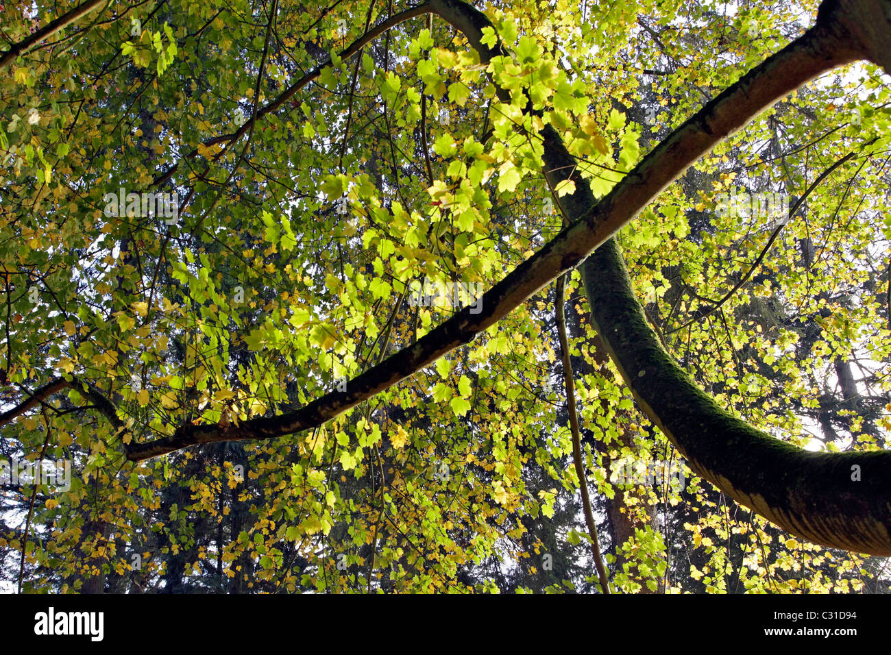 BALKAN MAPLE IN AUTUMN COLOURS, THE CHATEAU AND ARBORETUM OF HARCOURT ...