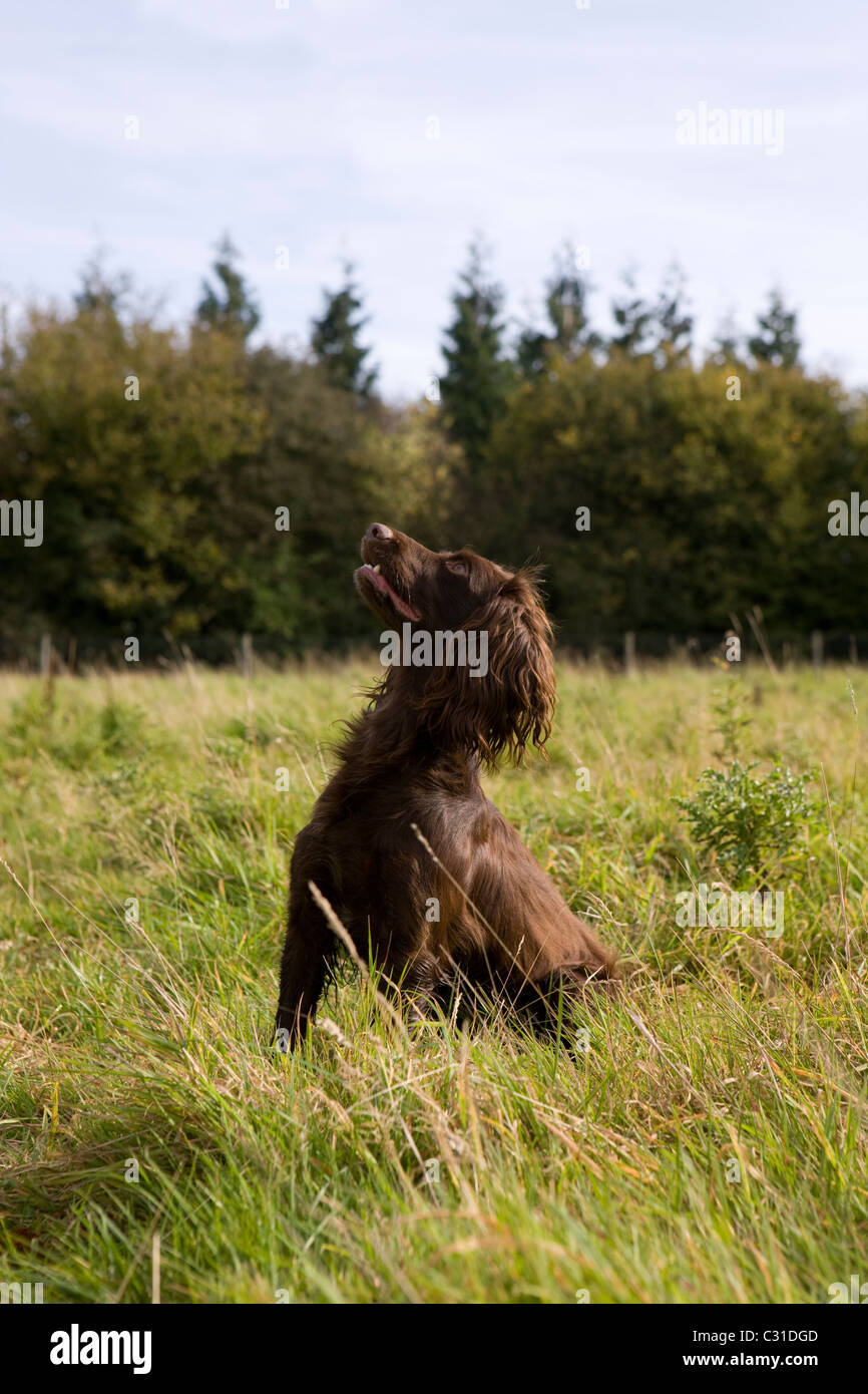 Working cocker spaniel sitting hi-res stock photography and images - Alamy