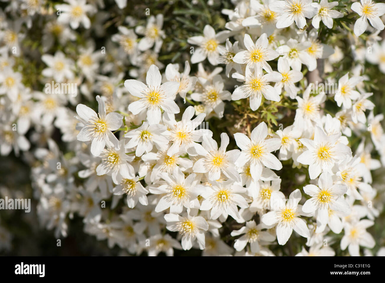 Clematis x cartmanii hi-res stock photography and images - Alamy