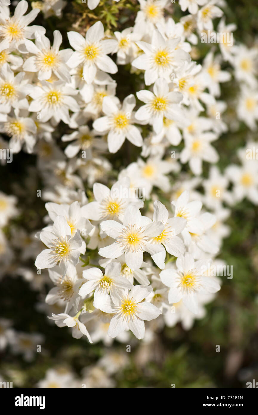 Clematis x cartmanii joe hi-res stock photography and images - Alamy