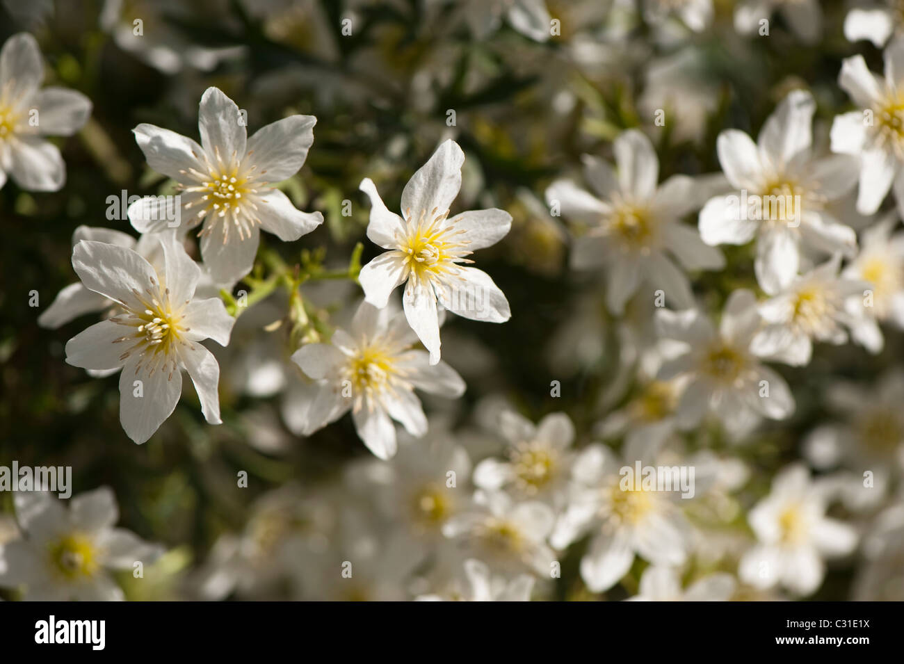 Clematis x cartmanii hi-res stock photography and images - Alamy