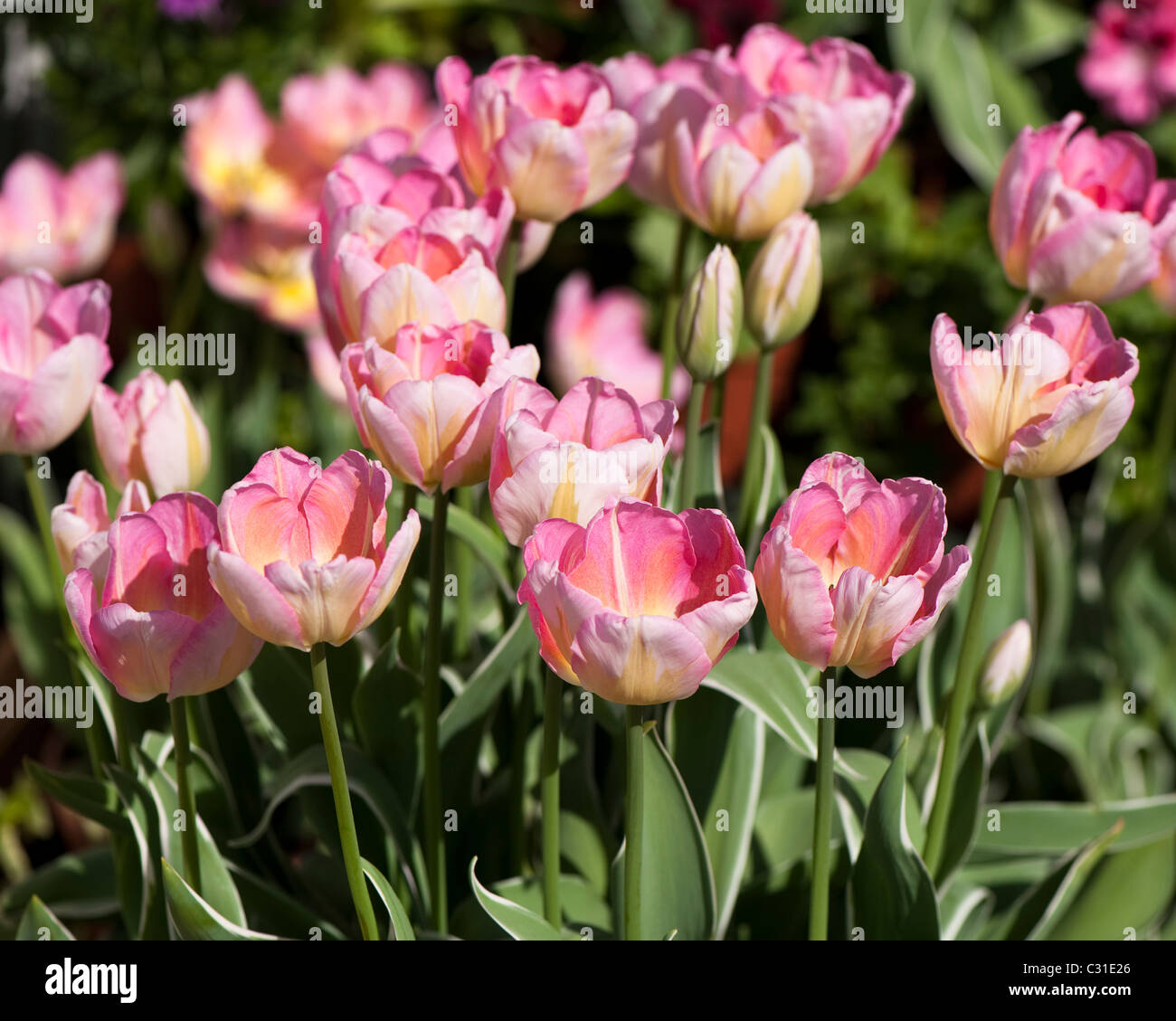 Tulipa 'New Design' in bloom Stock Photo - Alamy