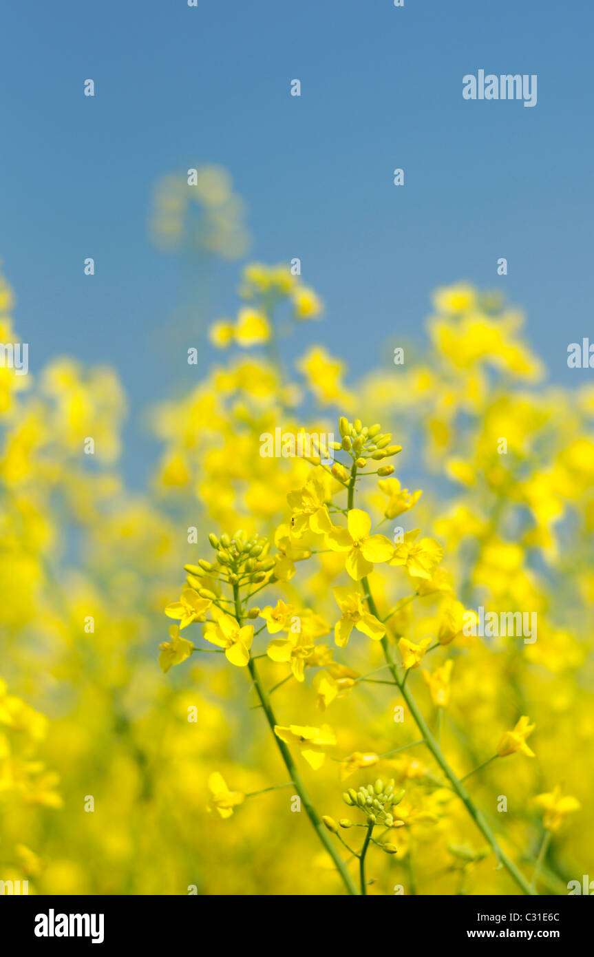 A close-up of yellow rape-seed flowers in a rapeseed crop Stock Photo ...