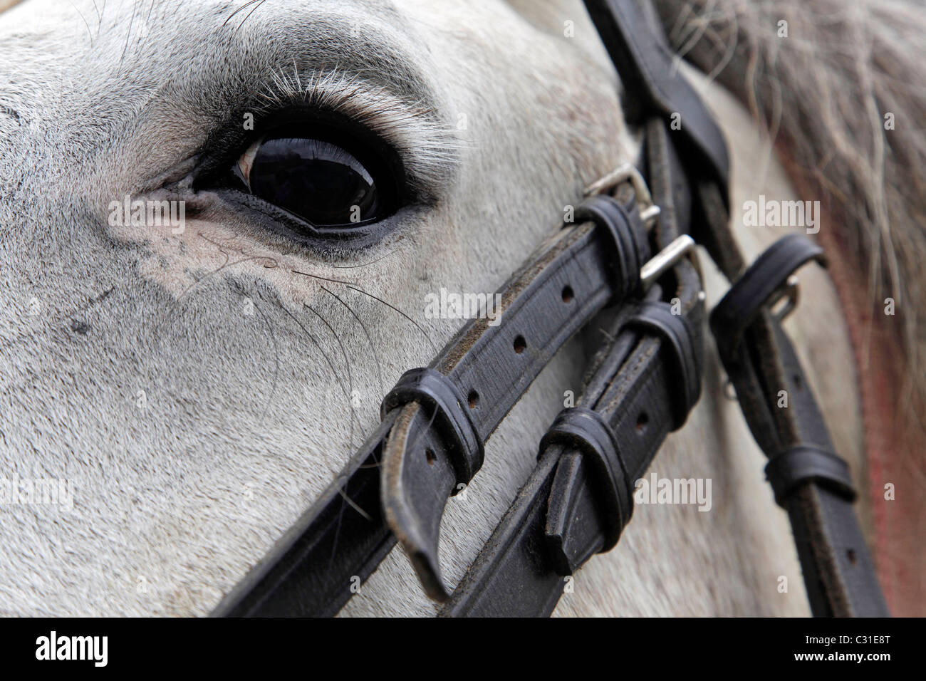 Percheron eyes hi-res stock photography and images - Alamy