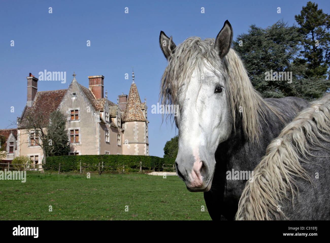 Breeding percheron manor grand prainville hi-res stock photography and ...