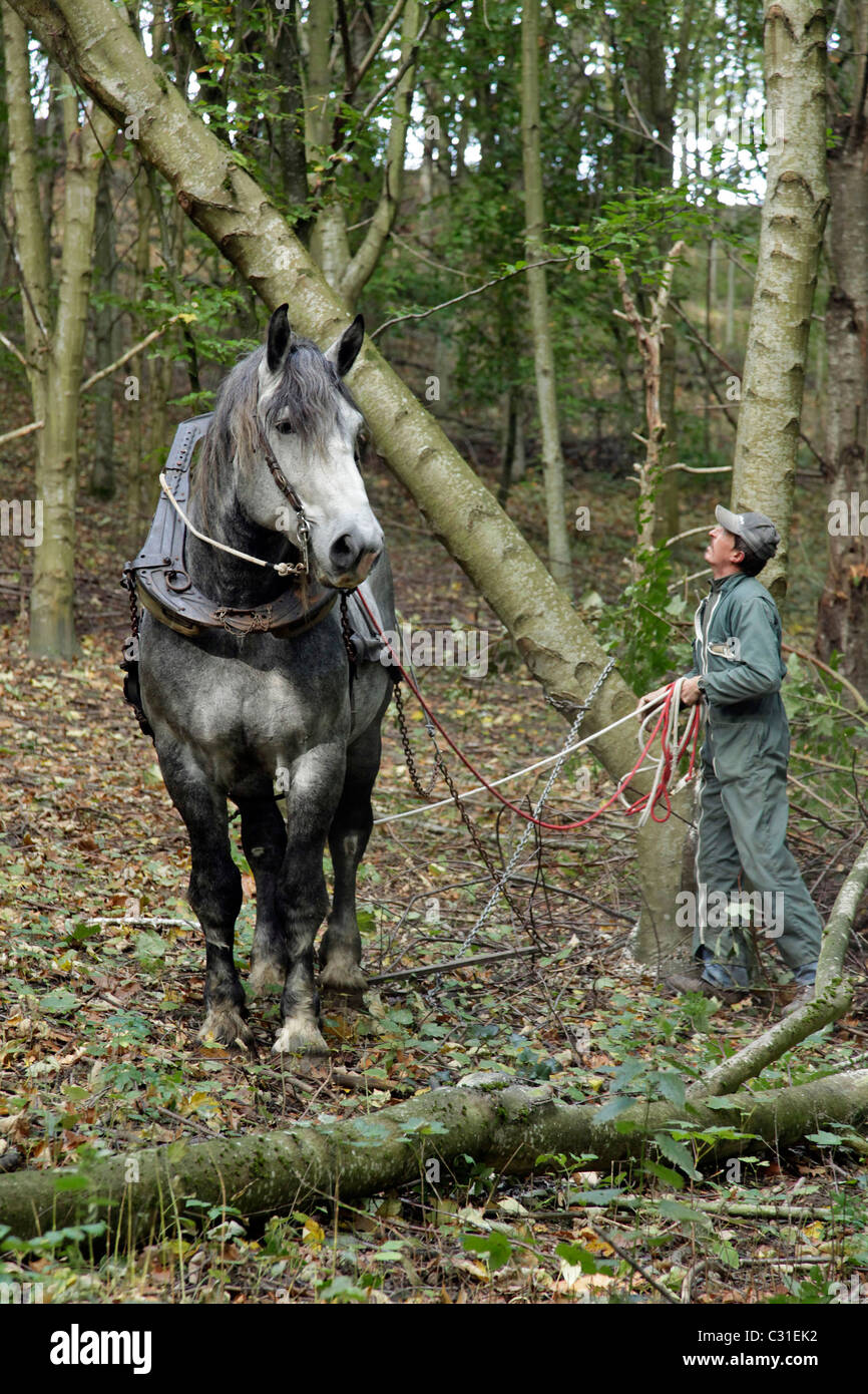 Draft horse horse logging hi-res stock photography and images - Alamy