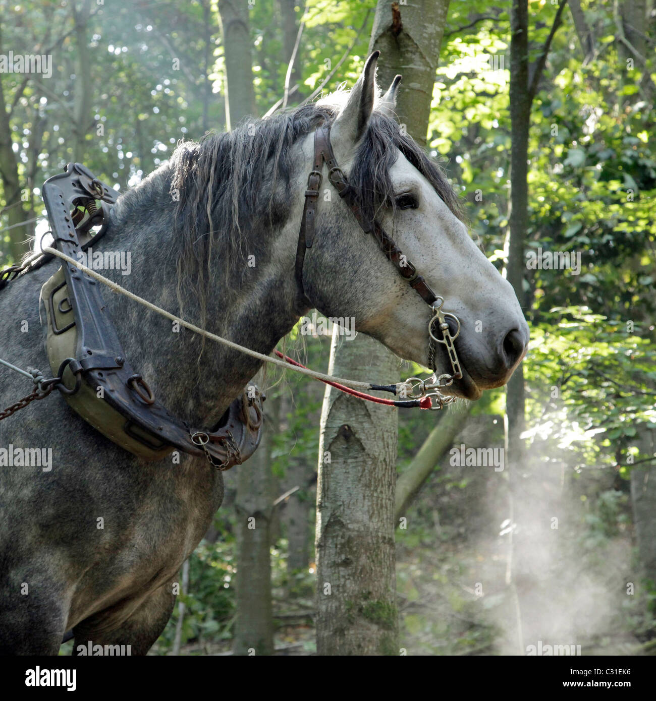 Percheron used logging forest timber hi-res stock photography and ...