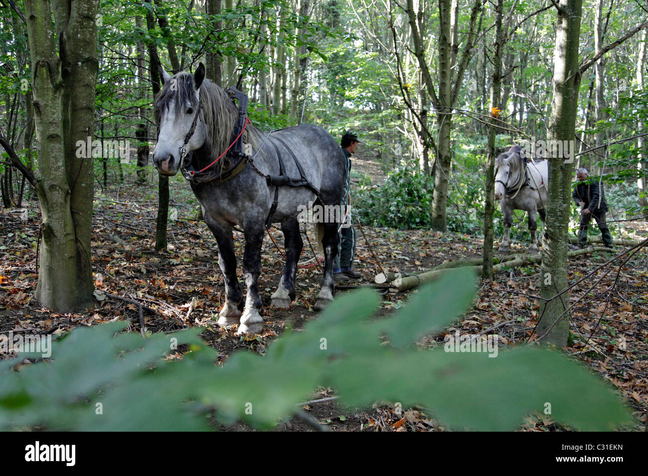 Percheron used logging forest timber hi-res stock photography and ...