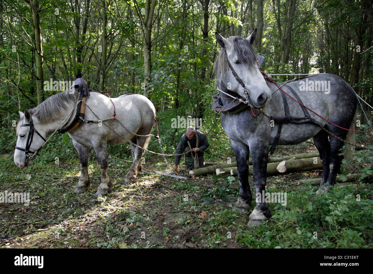 PERCHERON HORSES USED FOR THE LOGGING OF FOREST TIMBER, SAINT-JEAN ...