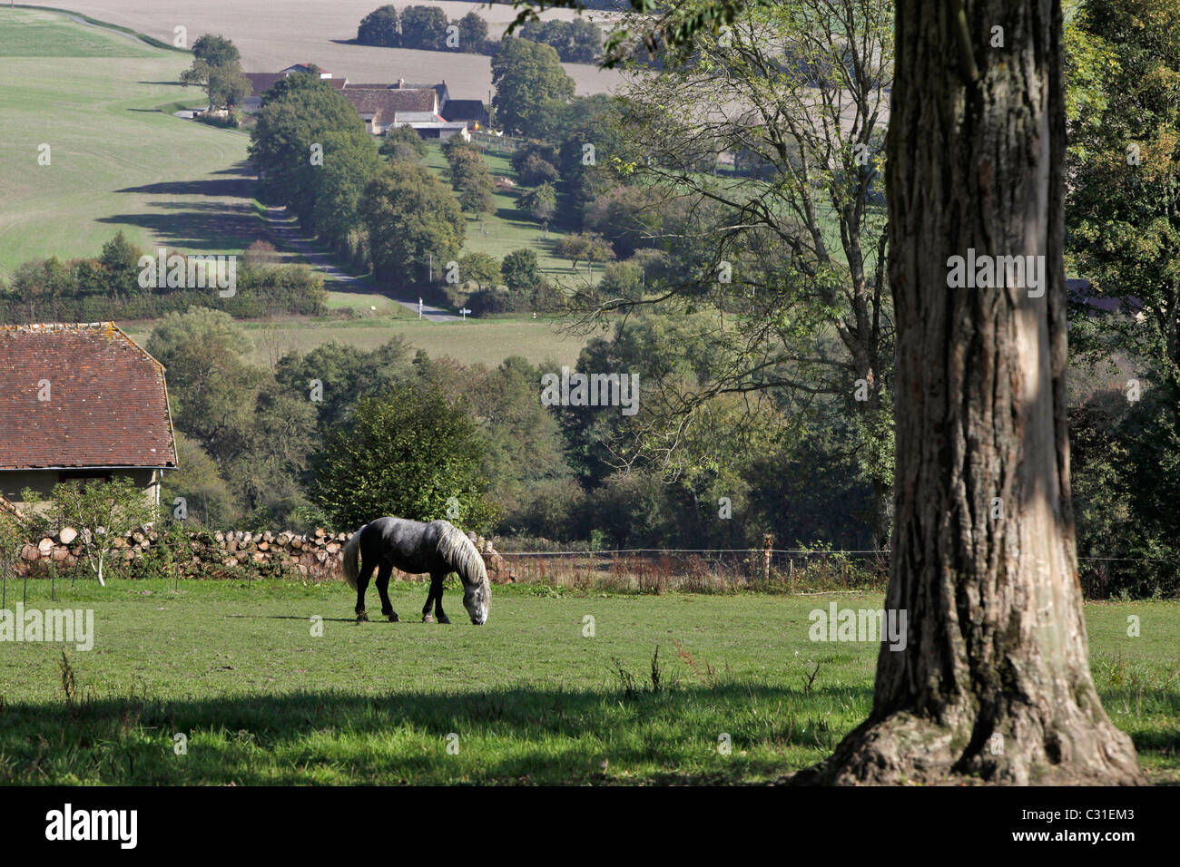 PERCHERON HORSE IN A MEADOW IN THE PERCHE, THE MANOR OF THE GRAND ...