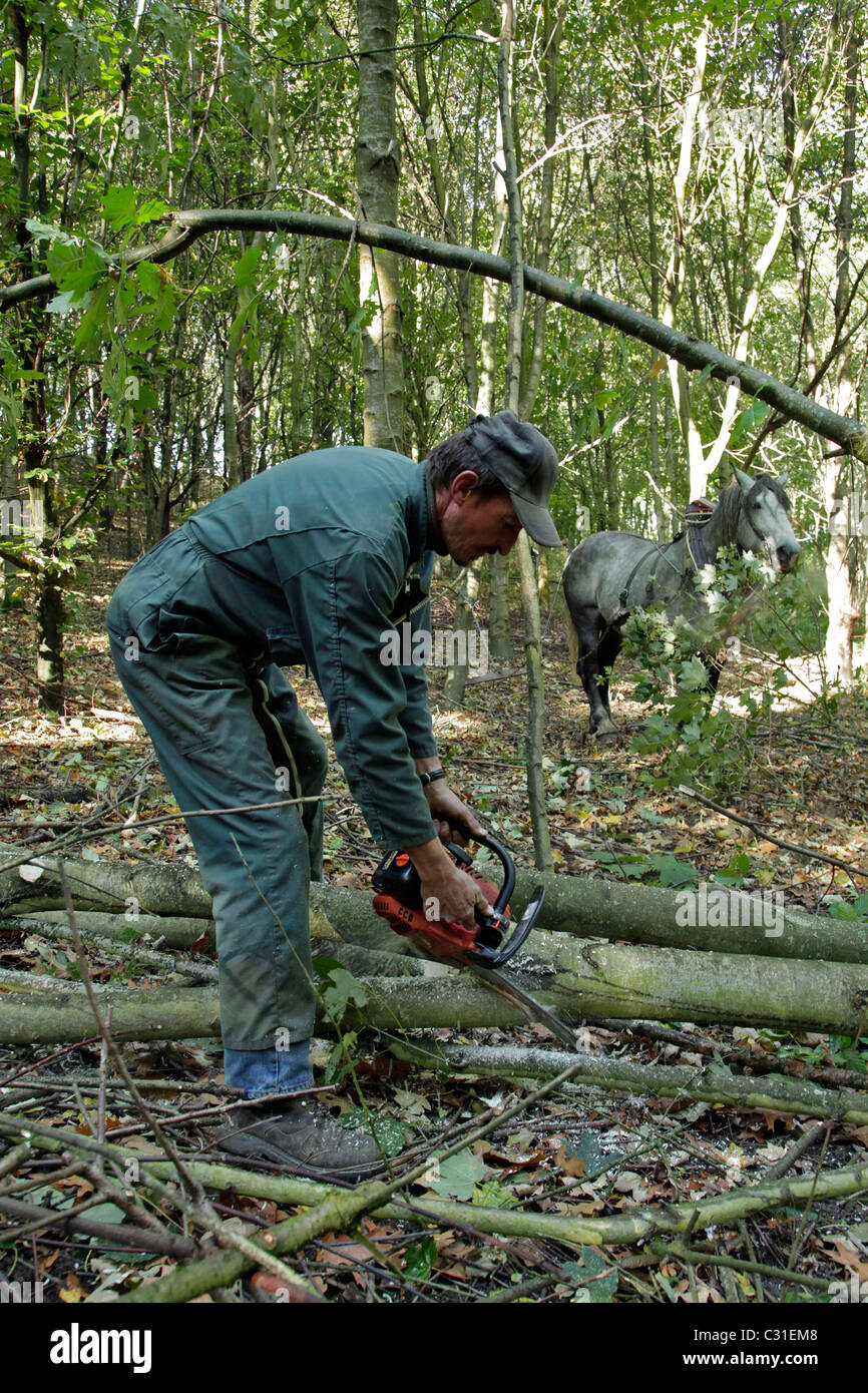 Percheron used logging forest timber hi-res stock photography and ...