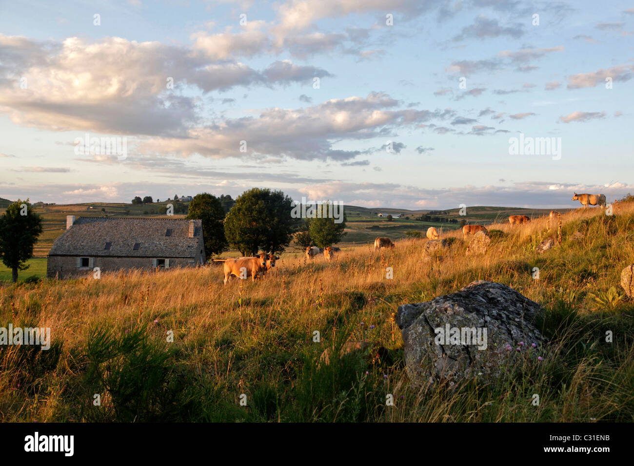 HERD OF COWS NEAR A BURON, FARM, AUBRAC PLATEAU, NASBINALS, LOZERE (48 ...