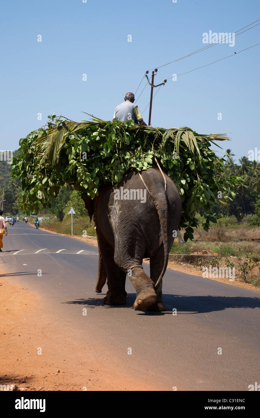 A working Indian elephant laden with food and bedding Stock Photo - Alamy