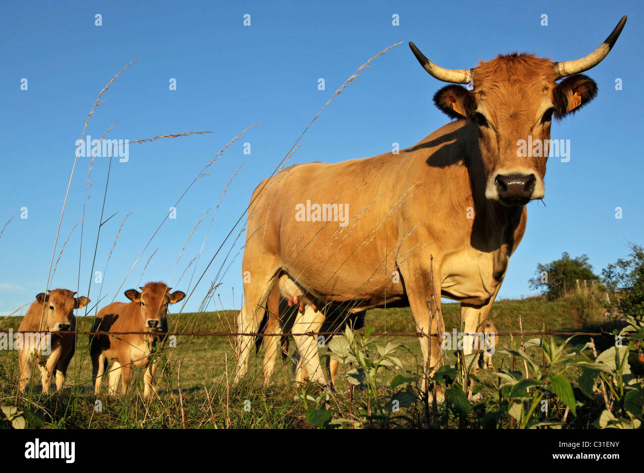 AUBRAC COW AND CALVES IN A MEADOW, NASBINALS, LOZERE (48), FRANCE Stock ...