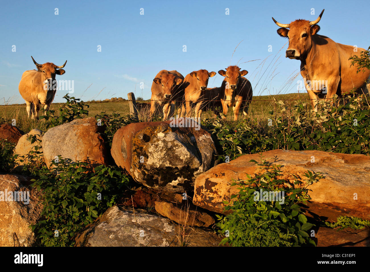 Brune cow hi-res stock photography and images - Alamy