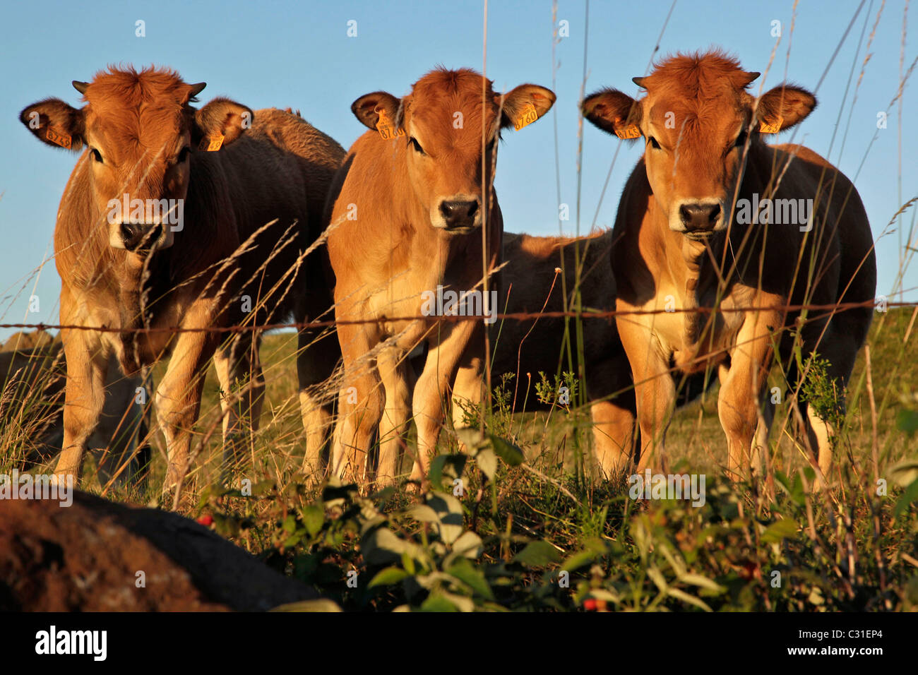Aubrac cattle aubrac lozere france hi-res stock photography and images ...
