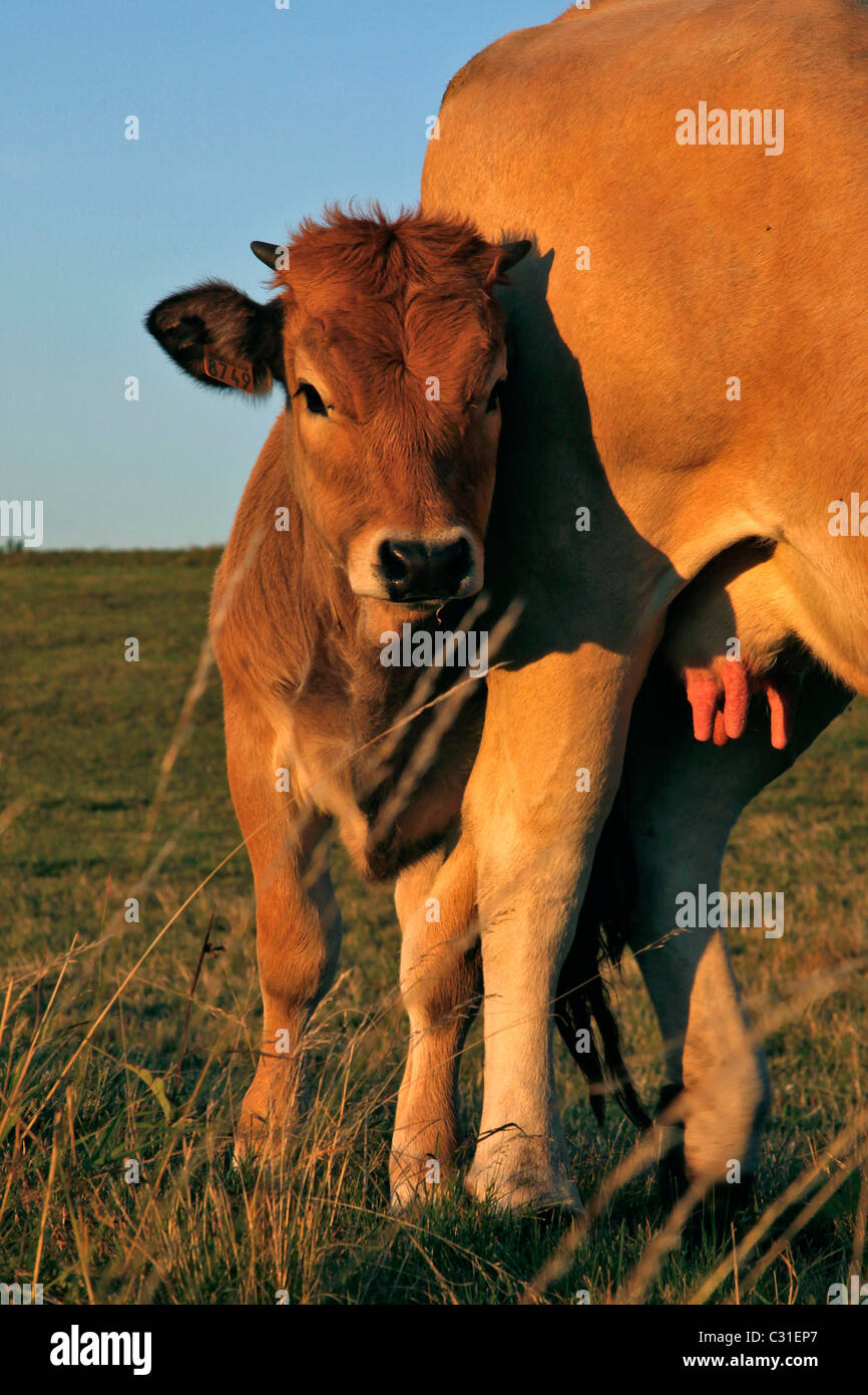 Aubrac cow calf in hi-res stock photography and images - Alamy
