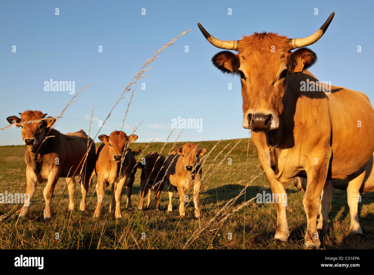 AUBRAC COW AND CALVES IN A MEADOW, NASBINALS, NASBINALS, LOZERE (48 ...