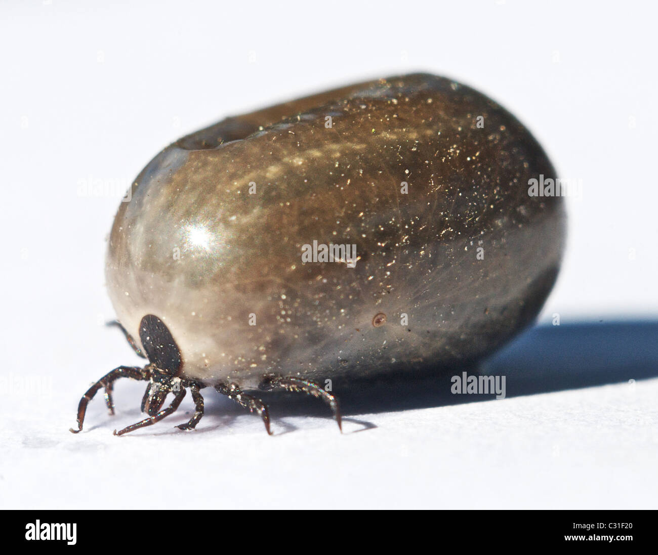 TICK Commonly known as Deer Tick or Sheep Tick they are members of the ...