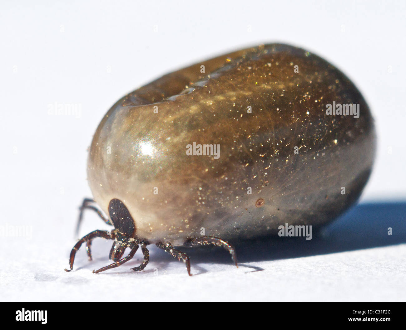 Tick lymes disease uk hi-res stock photography and images - Alamy