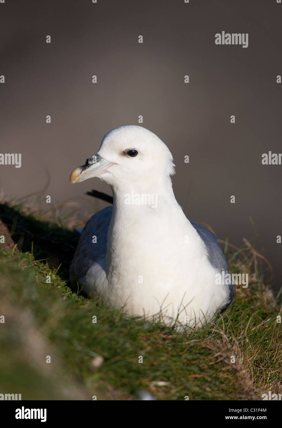 Fulmar with grass hi-res stock photography and images - Alamy