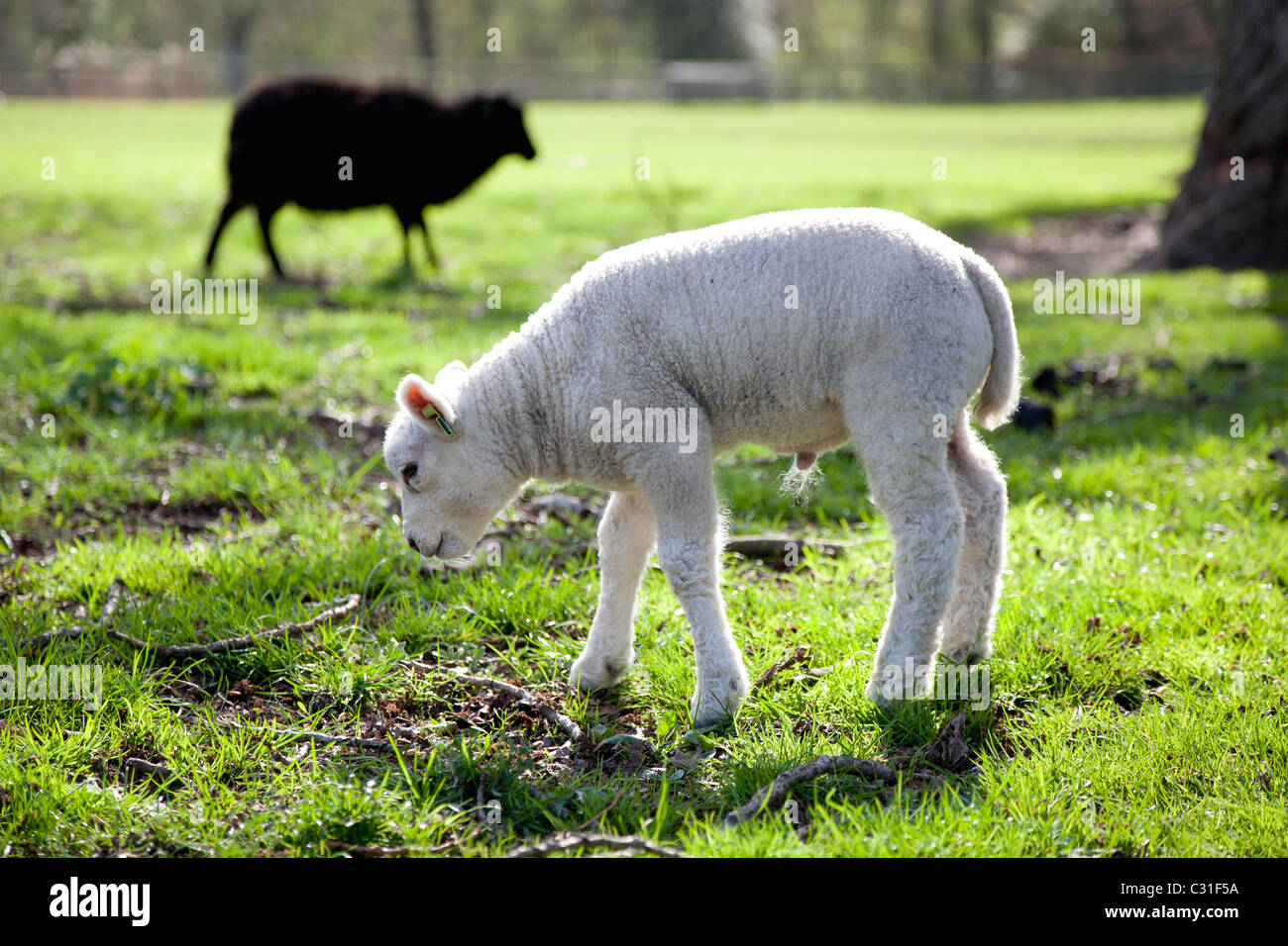 Young lamb eating in the meadow Stock Photo - Alamy